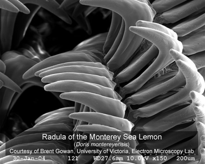 Monterey Sea Lemon - vic high