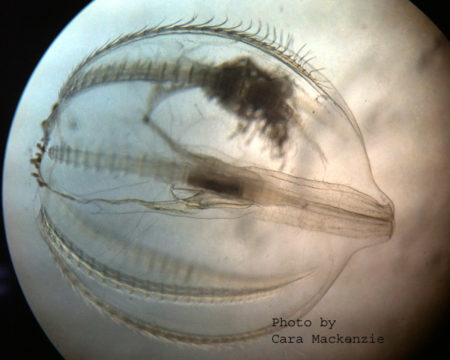 Sea Gooseberry - vic high