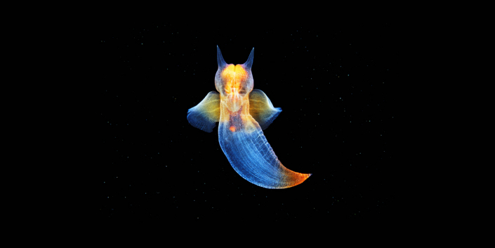 Sea Angel - vic high