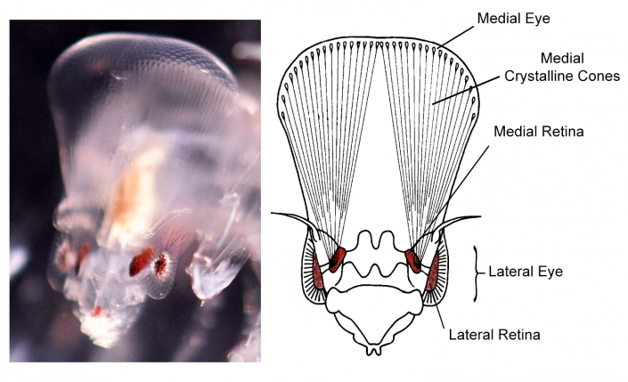 Phronima sedentaria - vic high