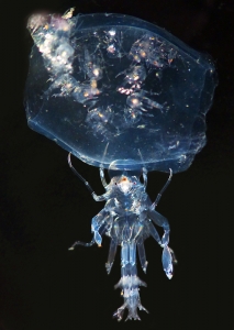 Phronima sedentaria - vic high