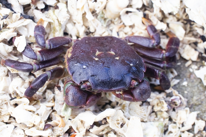 Purple Shore Crab - vic high