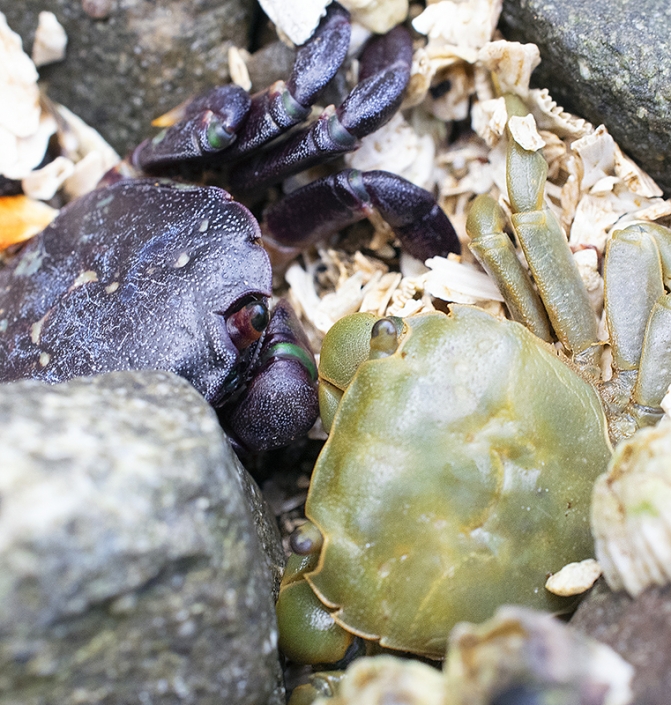 Purple Shore Crab - vic high
