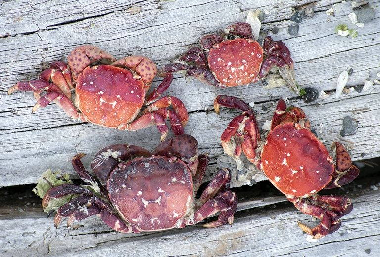 Purple Shore Crab - vic high