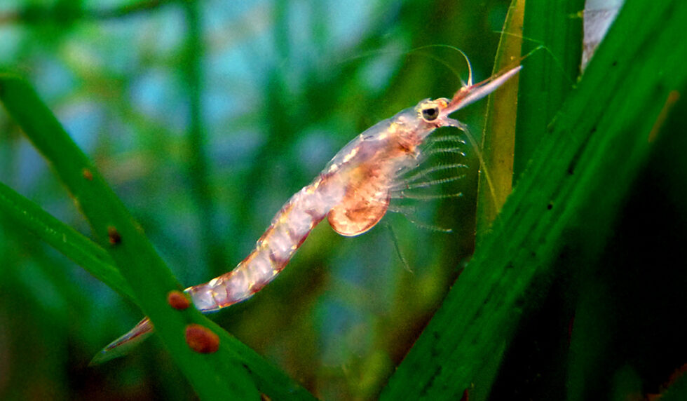 Opossum Shrimp - vic high