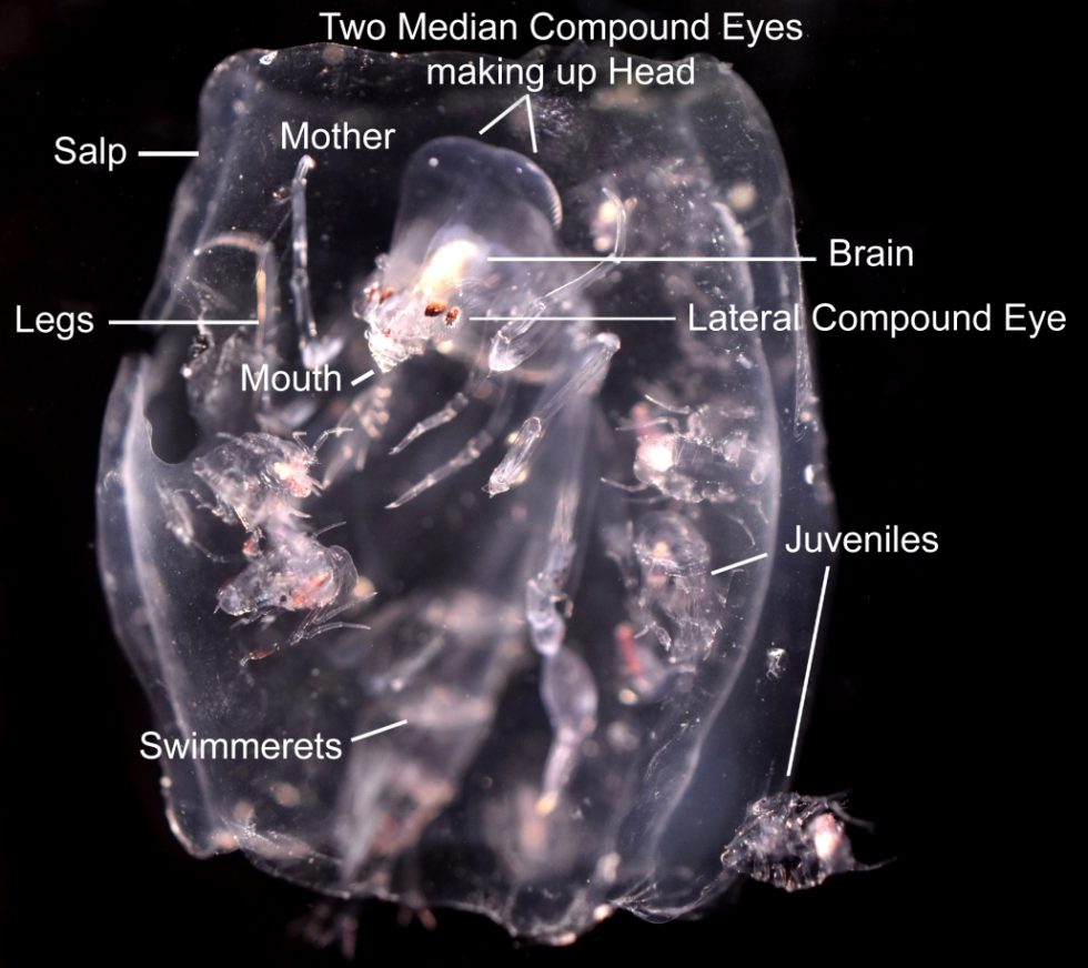 Phronima sedentaria - vic high