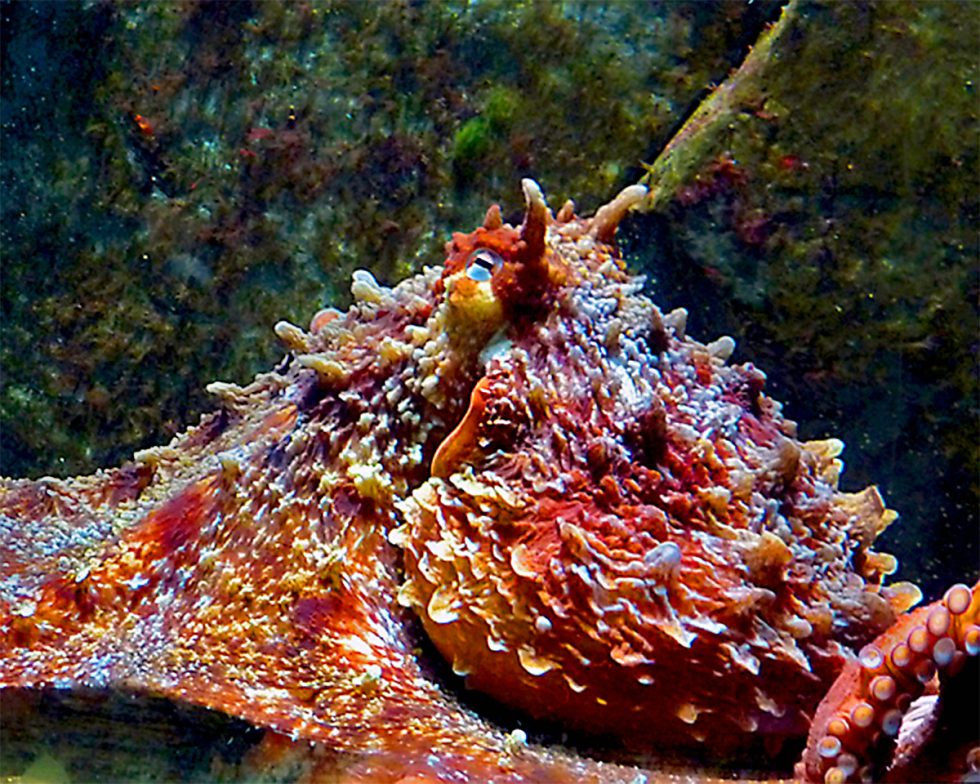 Giant Pacific Octopus - vic high