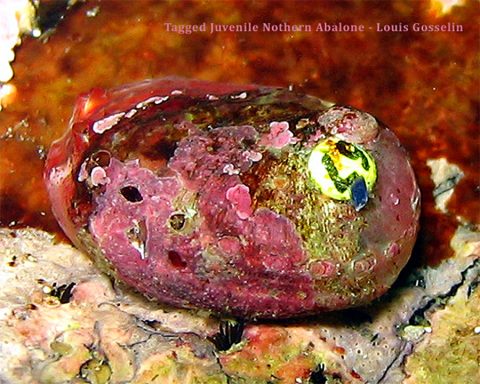 Northern Abalone - vic high
