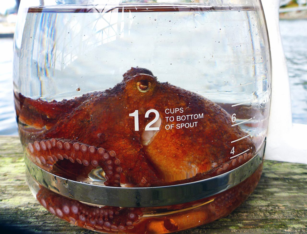 Ruby Octopus - vic high