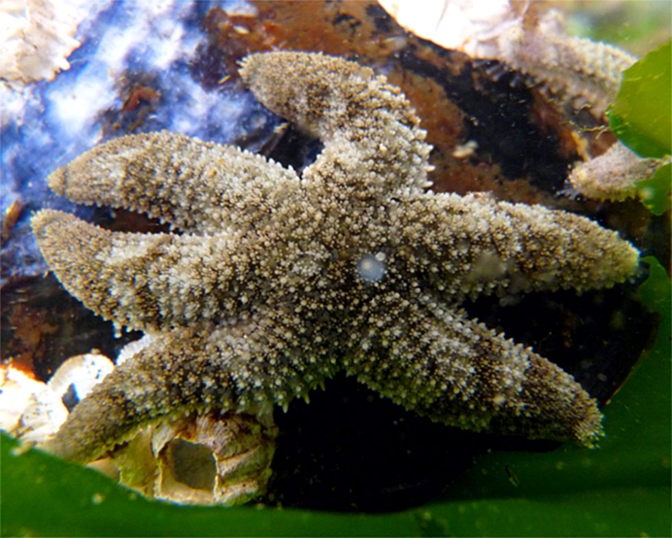 Six Rayed Star - vic high