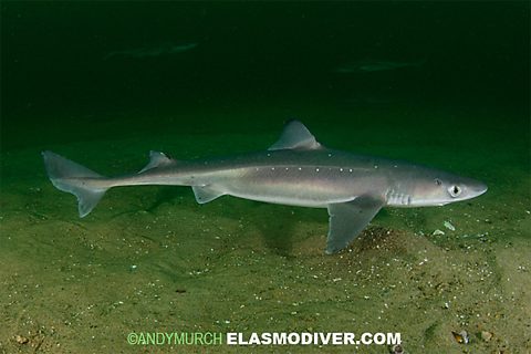 Pacific Spiny Dogfish - vic high