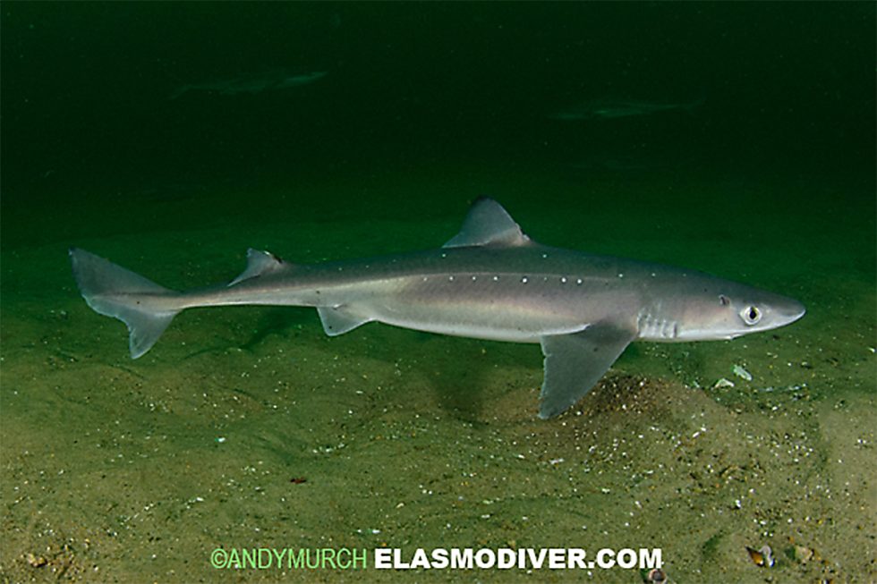 Pacific Spiny Dogfish - vic high
