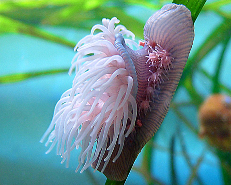 Brooding Anemone - vic high