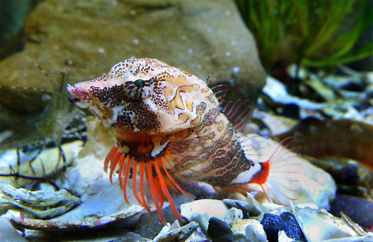 Grunt Sculpin - vic high