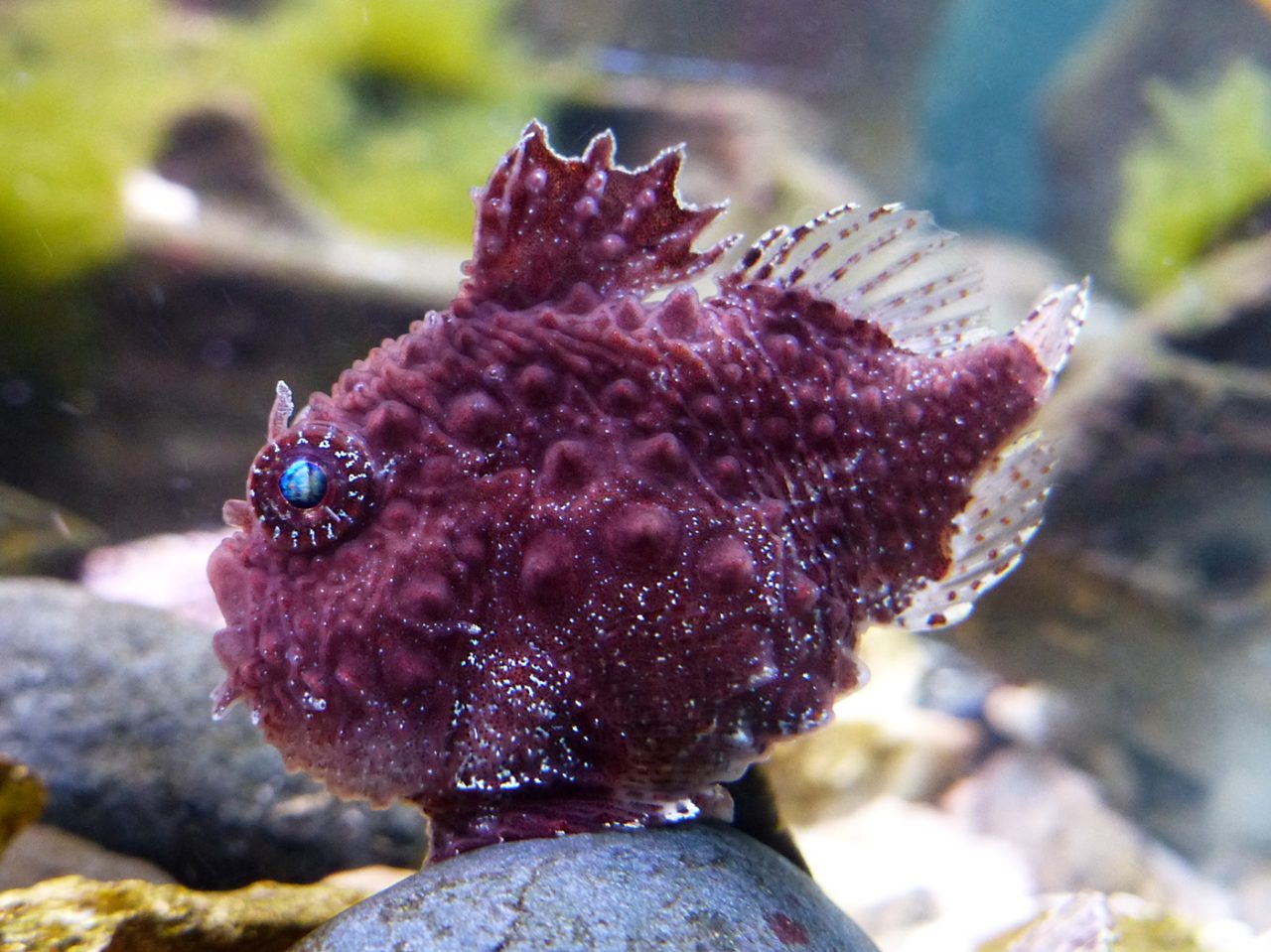 Pacific Spiny Lumpsucker - vic high