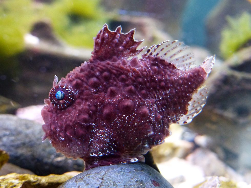 Pacific Spiny Lumpsucker - vic high