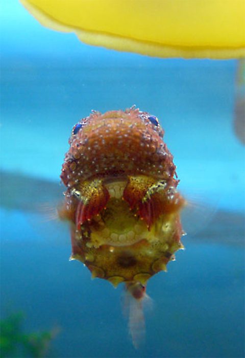 Pacific Spiny Lumpsucker - vic high