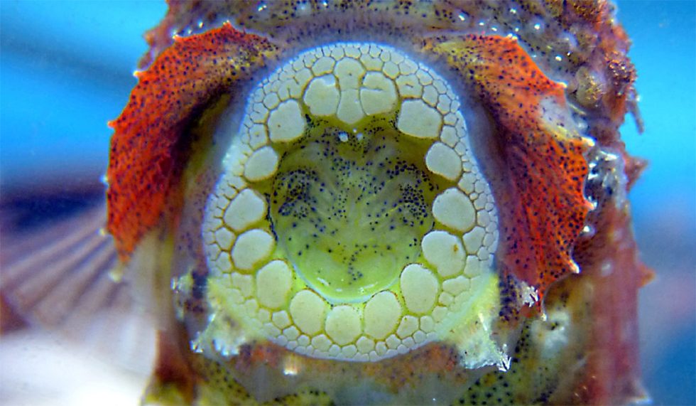 Pacific Spiny Lumpsucker - vic high