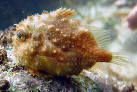 Pacific Spiny Lumpsucker - vic high