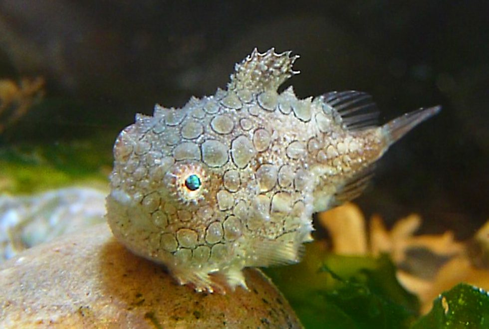 Pacific Spiny Lumpsucker - vic high