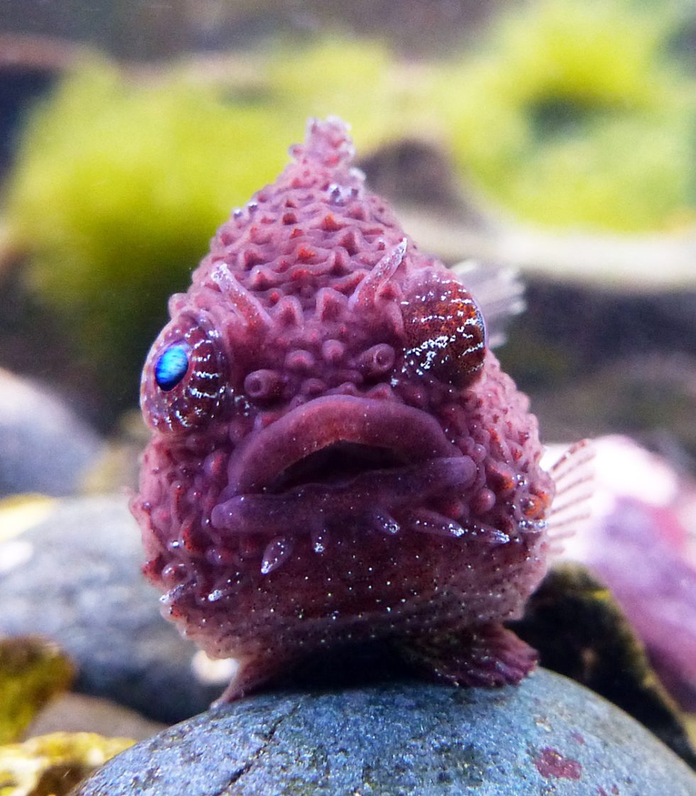 Pacific Spiny Lumpsucker - vic high