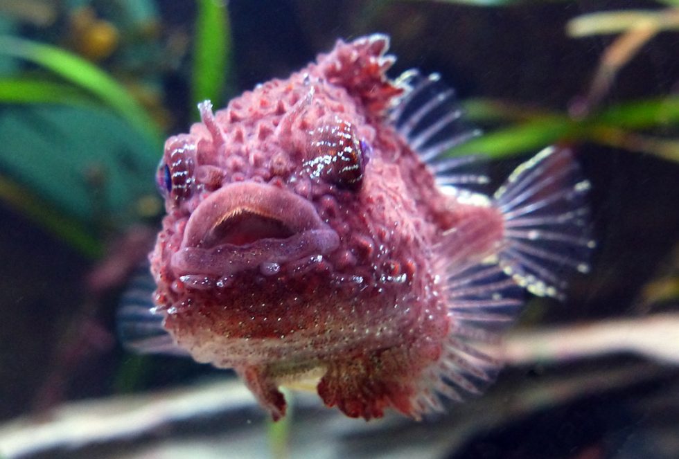 Pacific Spiny Lumpsucker - vic high