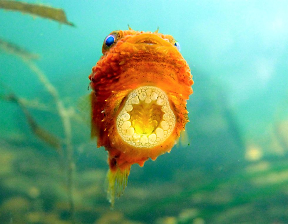 Pacific Spiny Lumpsucker - vic high