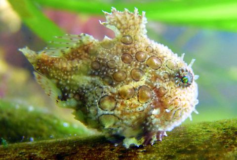 Pacific Spiny Lumpsucker - vic high