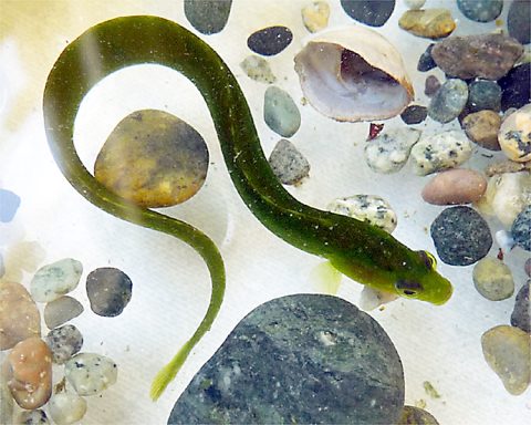Rockweed Gunnel - vic high