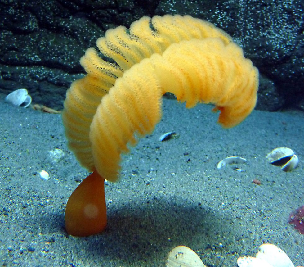 Orange Sea Pen - vic high