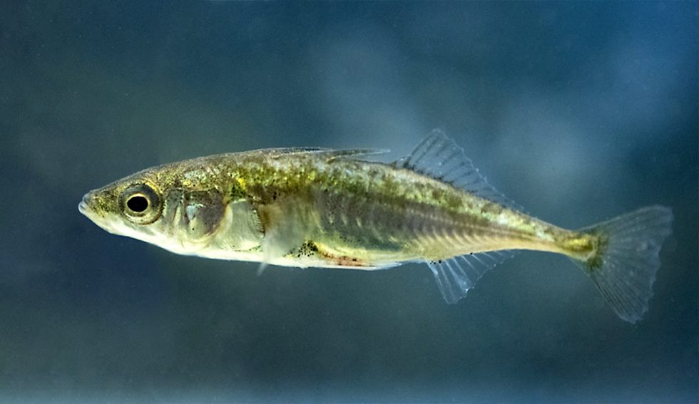 Threespine Stickleback - vic high