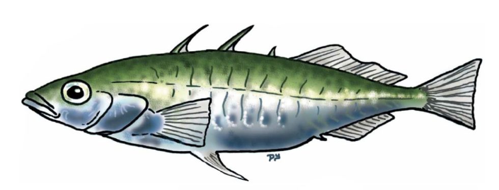 Threespine Stickleback - vic high