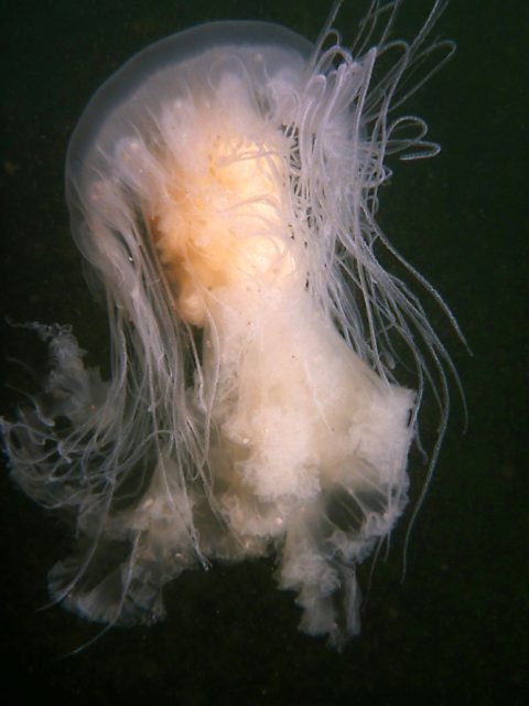 Fried Egg Jellyfish - vic high