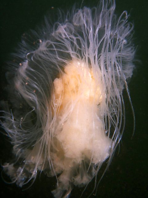 Fried Egg Jellyfish - vic high