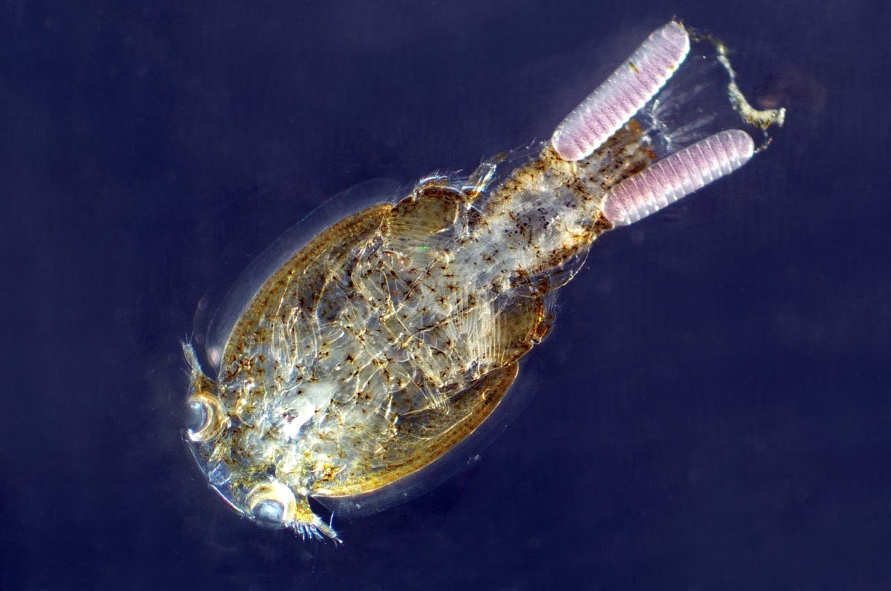 Caligus sp. - vic high