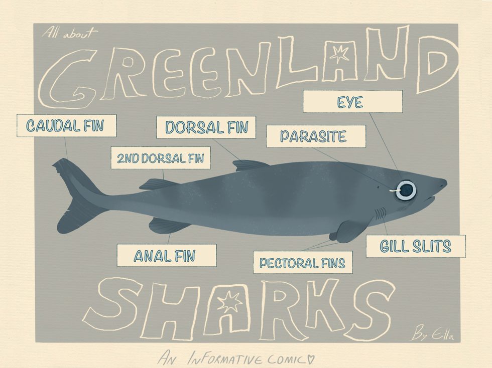 Greenland Shark - vic high
