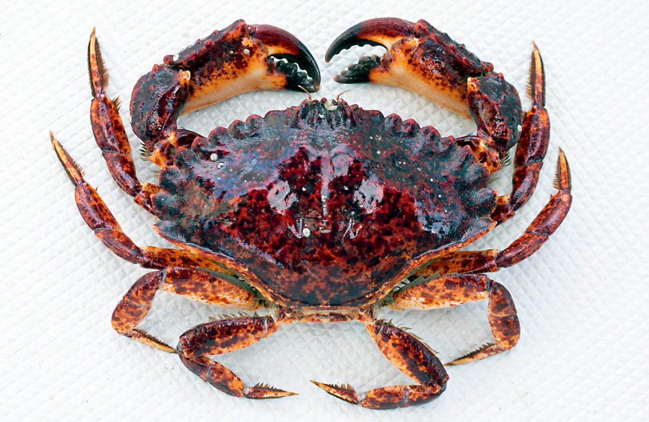 Red Rock Crab - vic high