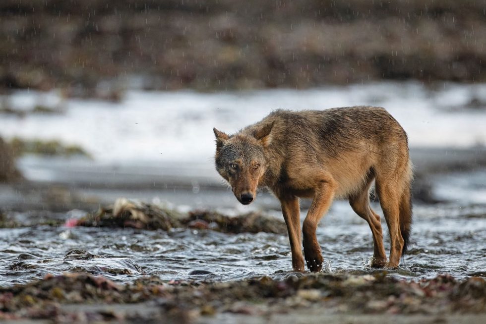 Vancouver Coastal Sea Wolf - vic high