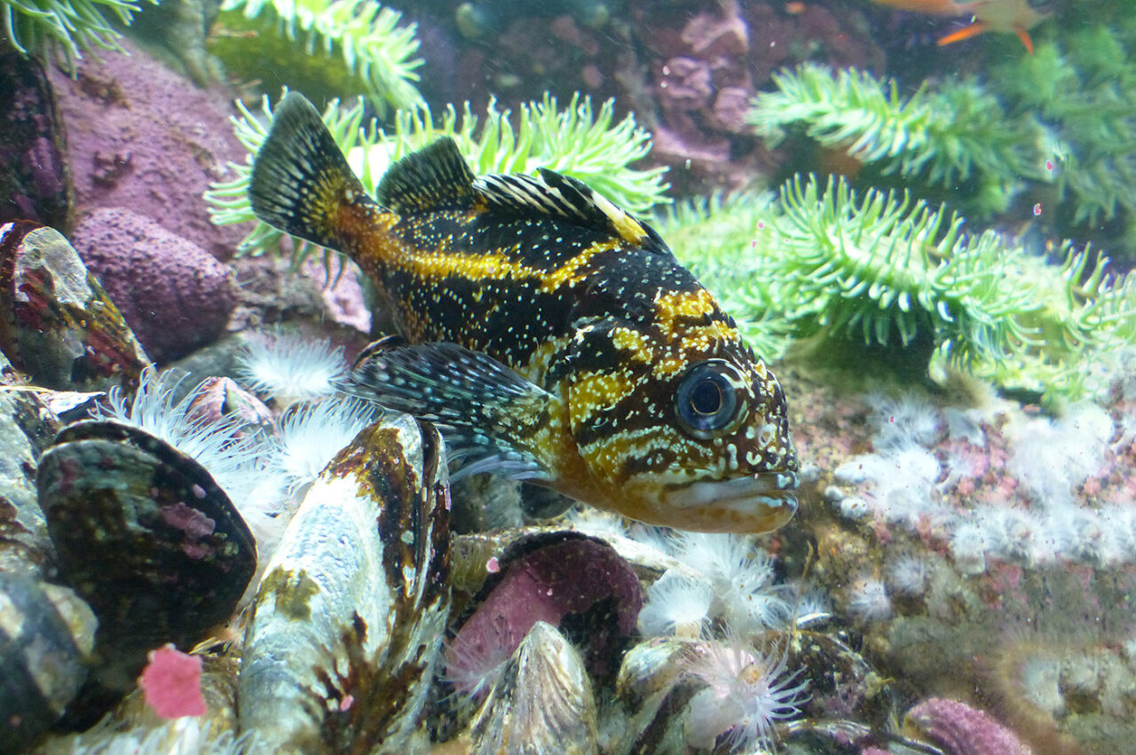 China Rock Fish - vic high