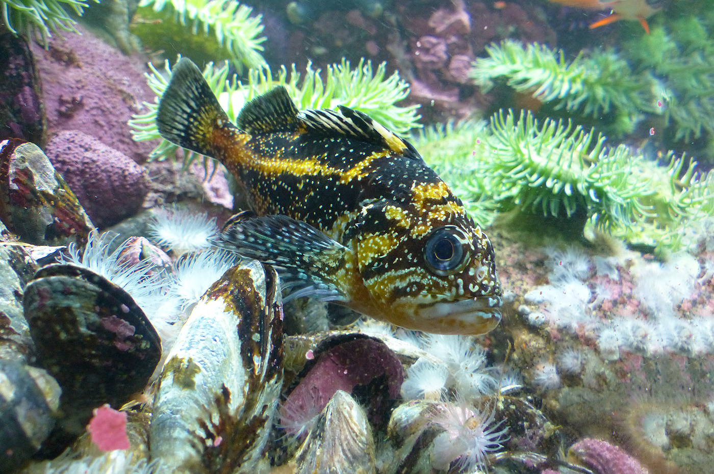 China Rock Fish - vic high