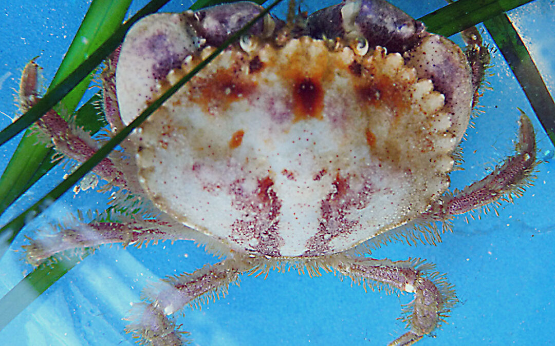PygmyRockCrab - vic high
